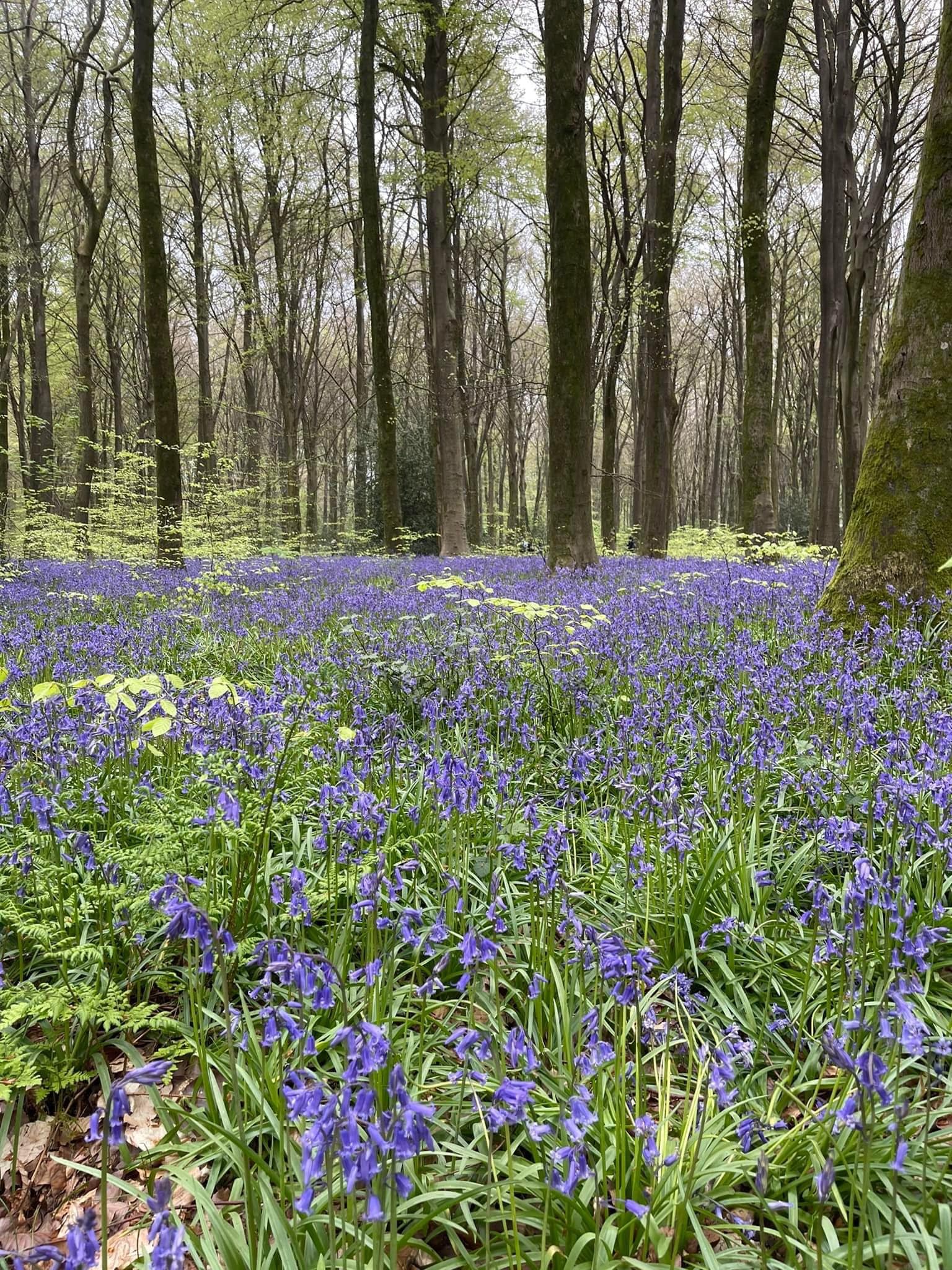 5 Beautiful bluebells spots to visit in Hampshire - Our Hampshire