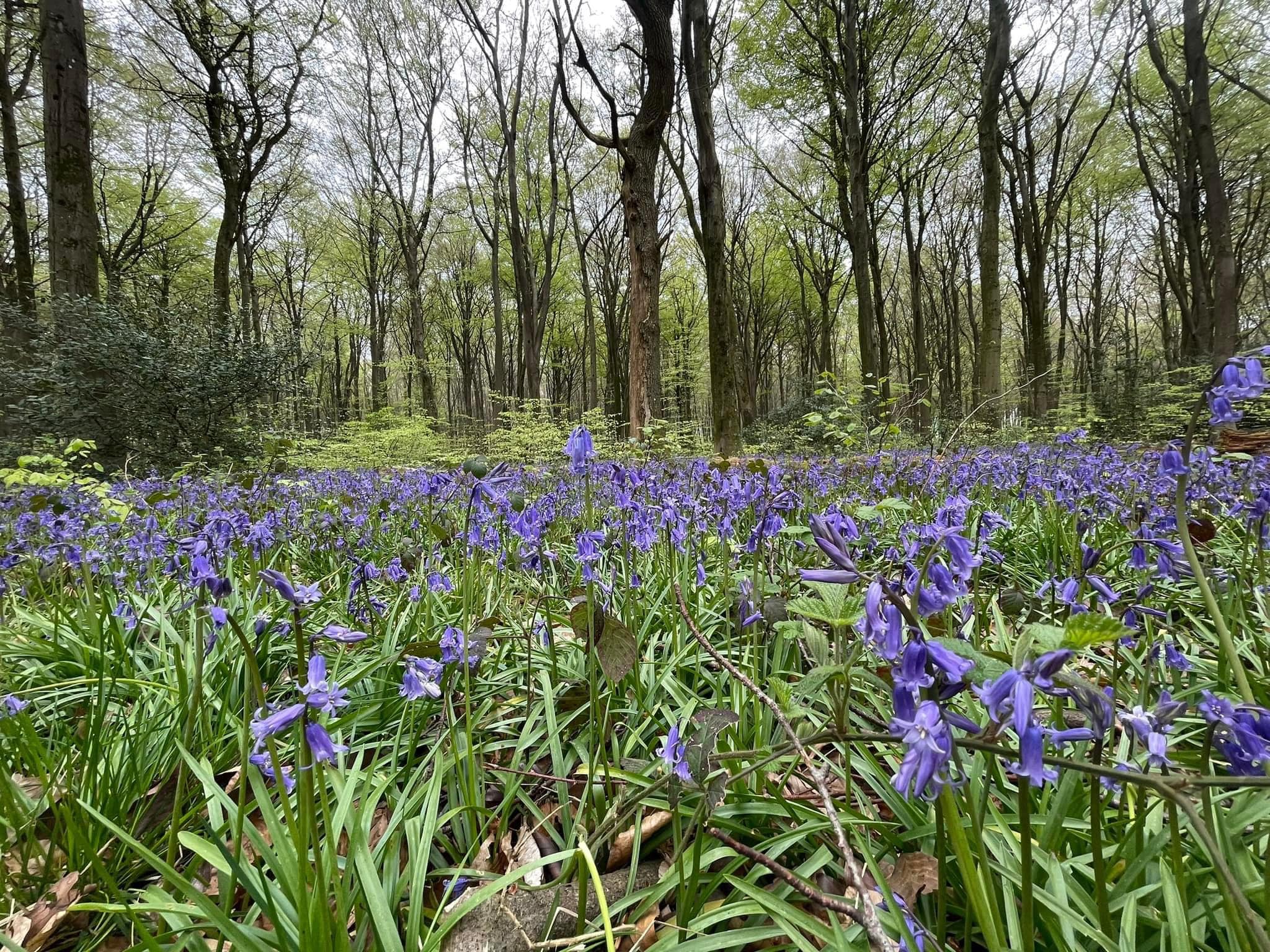 5 Beautiful bluebells spots to visit in Hampshire - Our Hampshire