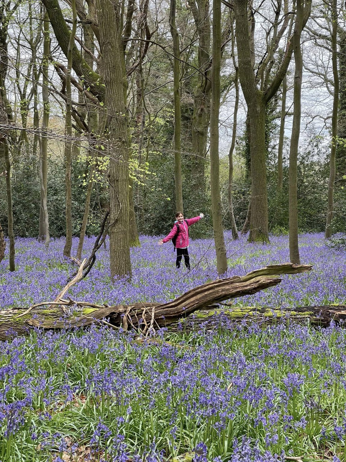 5 Beautiful bluebells spots to visit in Hampshire - Our Hampshire