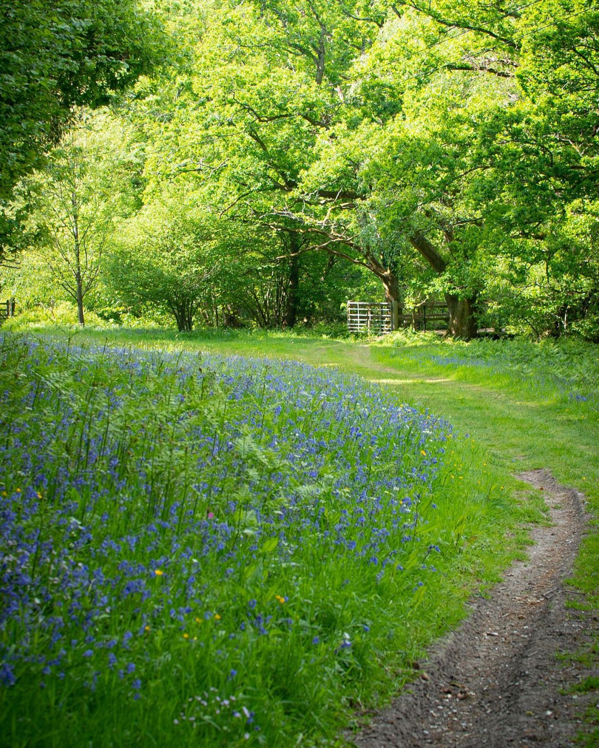 5 Beautiful bluebells spots to visit in Hampshire - Our Hampshire