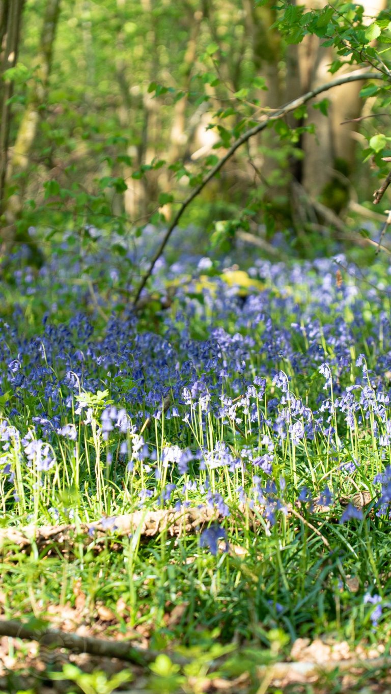 5 Beautiful bluebells spots to visit in Hampshire - Our Hampshire
