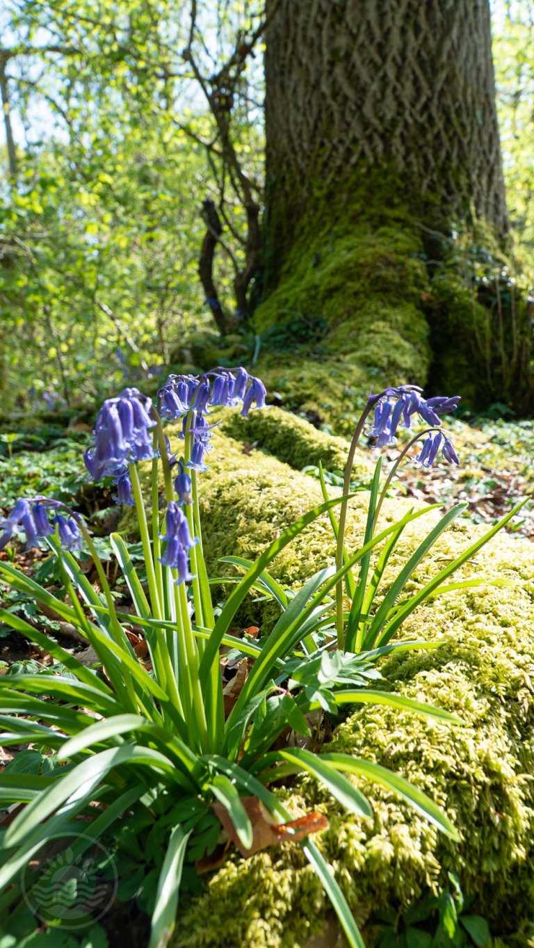 5 Beautiful bluebells spots to visit in Hampshire - Our Hampshire