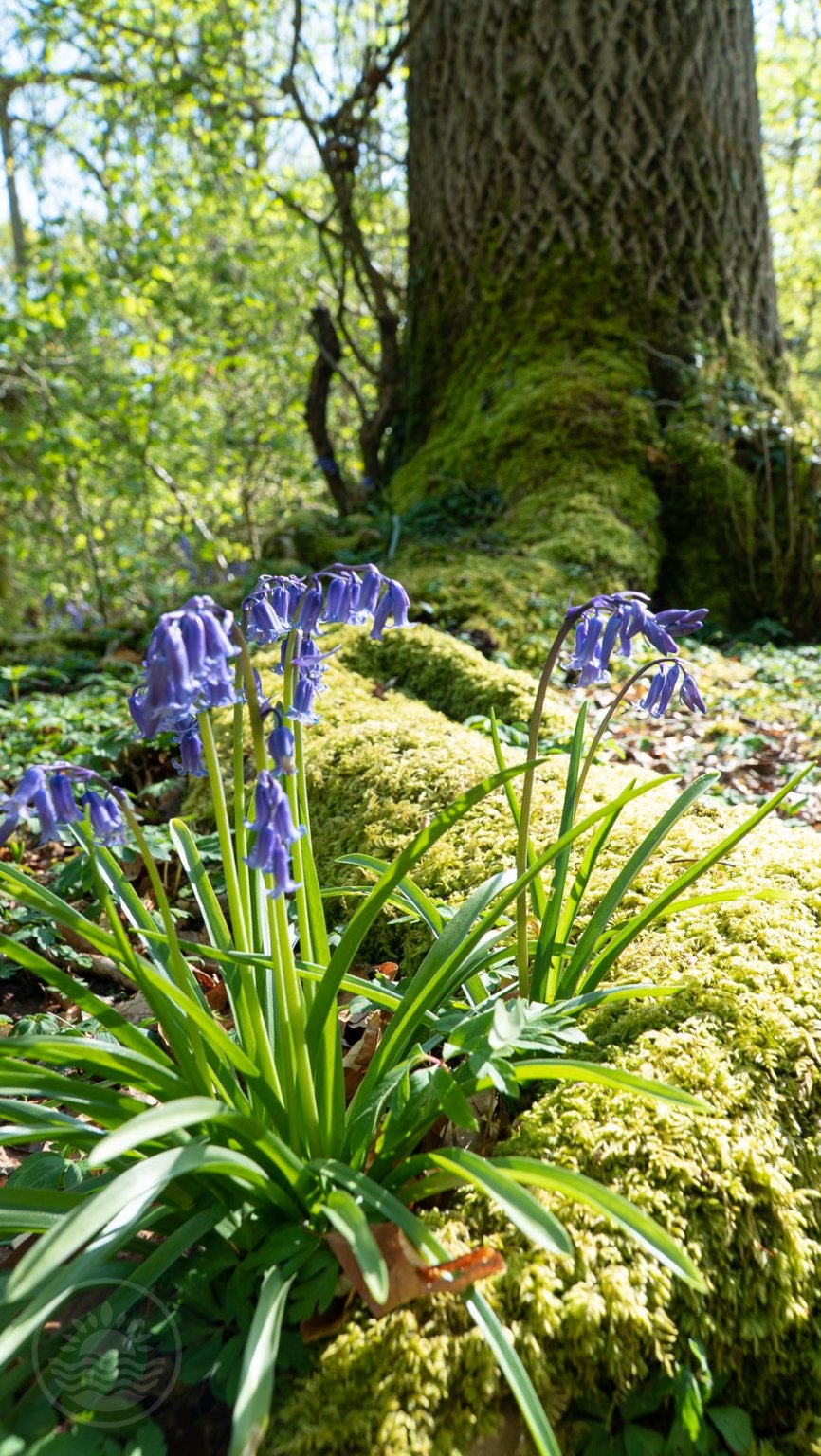 5 Beautiful bluebells spots to visit in Hampshire - Our Hampshire