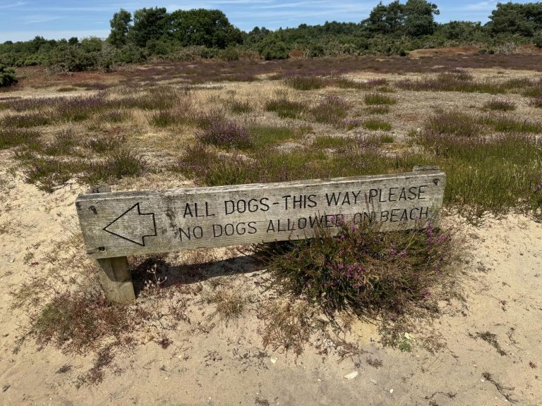 Frensham Great Pond: A Perfect Day Out for Wild Swimming and Exploring ...