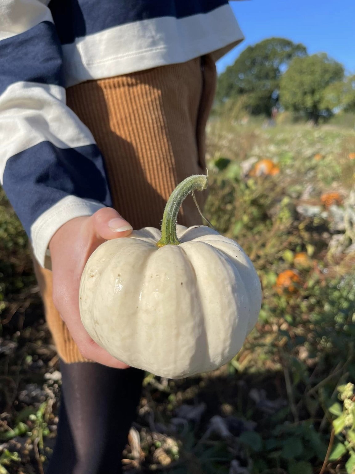 Pick of the Patch: Hampshire's Best Pumpkin Patches - Our Hampshire