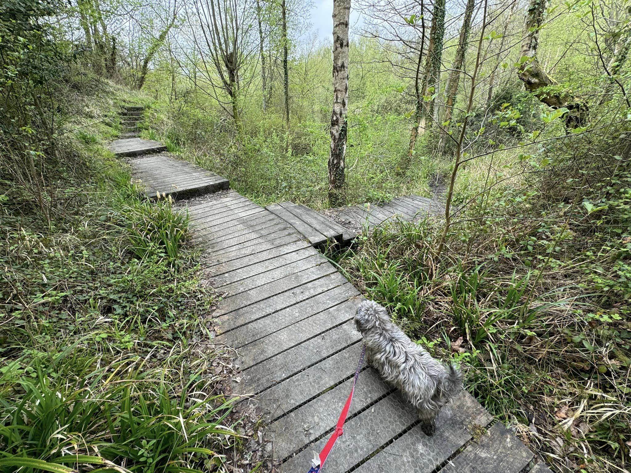 Swanwick Lakes is a beautiful oasis with woodland, lakes & meadows ...