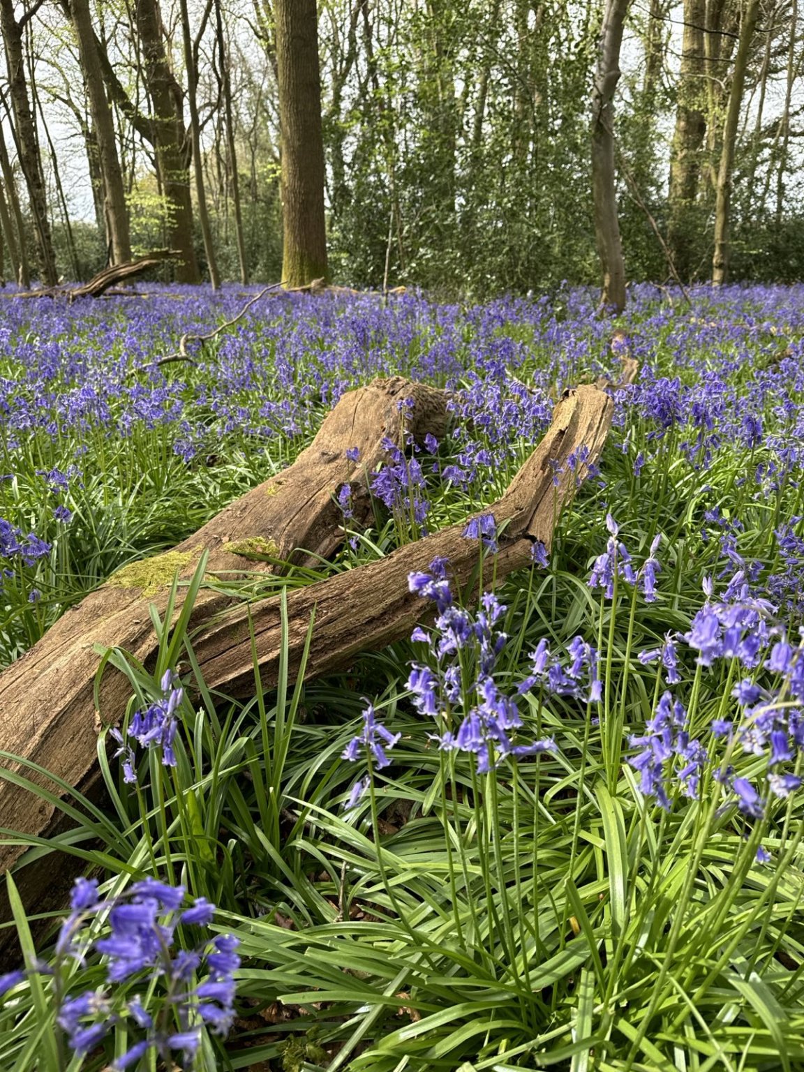 5 Beautiful bluebells spots to visit in Hampshire - Our Hampshire