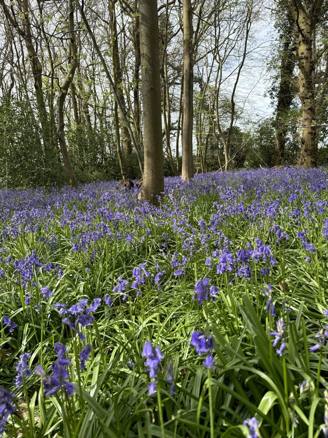 5 Beautiful bluebells spots to visit in Hampshire - Our Hampshire