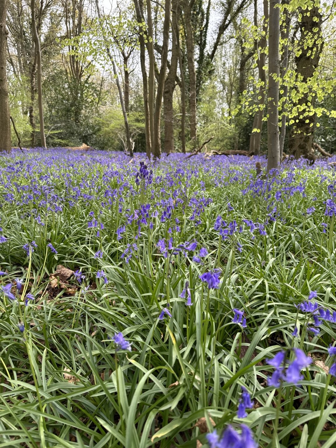 5 Beautiful bluebells spots to visit in Hampshire - Our Hampshire