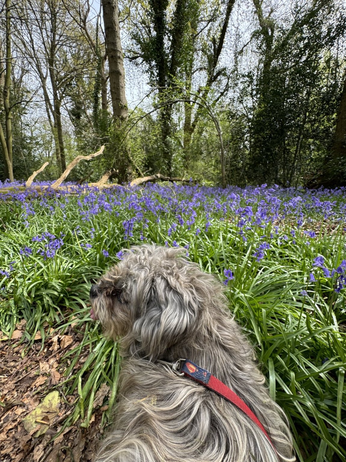 5 Beautiful bluebells spots to visit in Hampshire - Our Hampshire