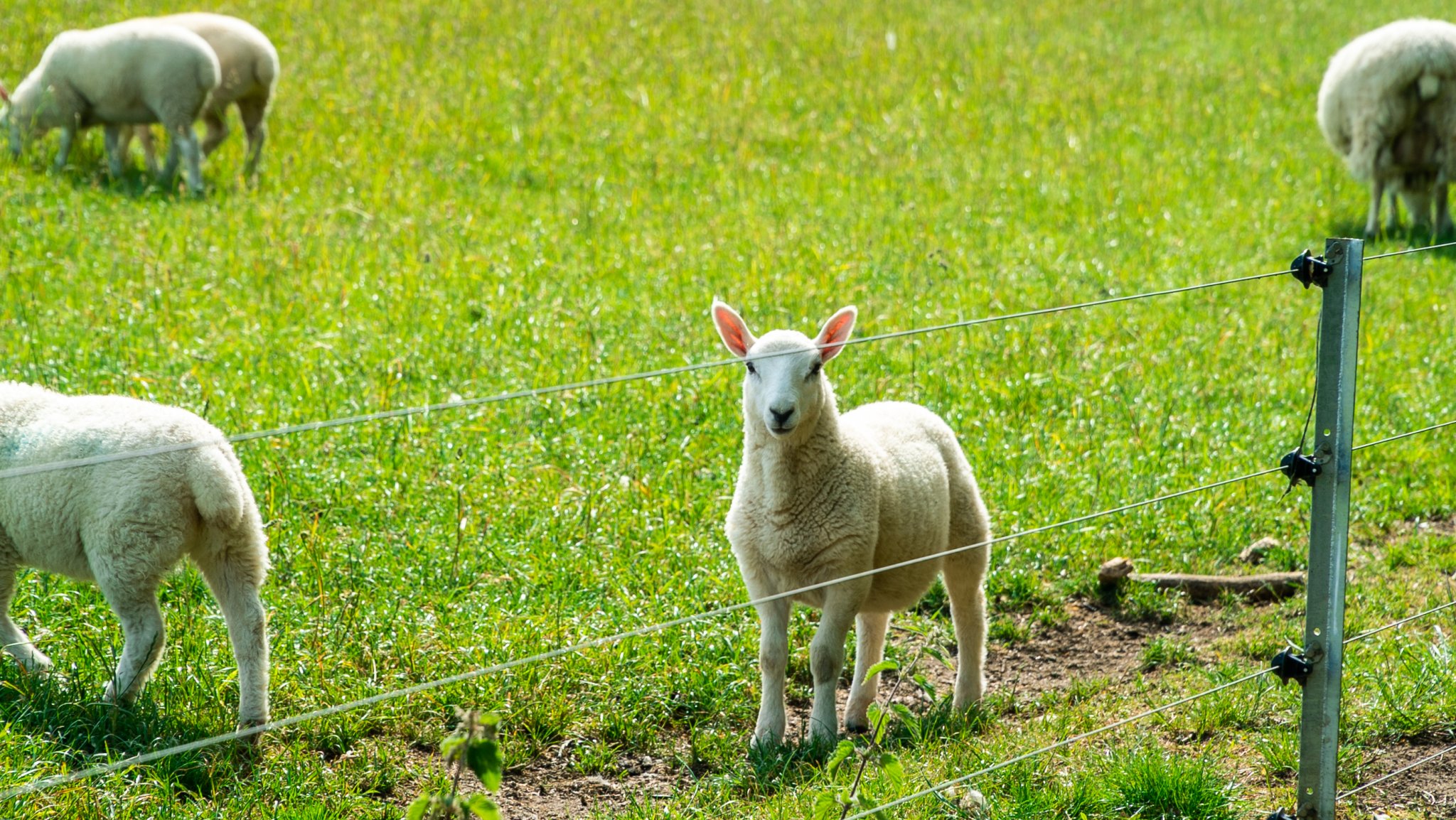 Wayfarers Walk, the ultimate long-distance Hampshire trail - Our Hampshire