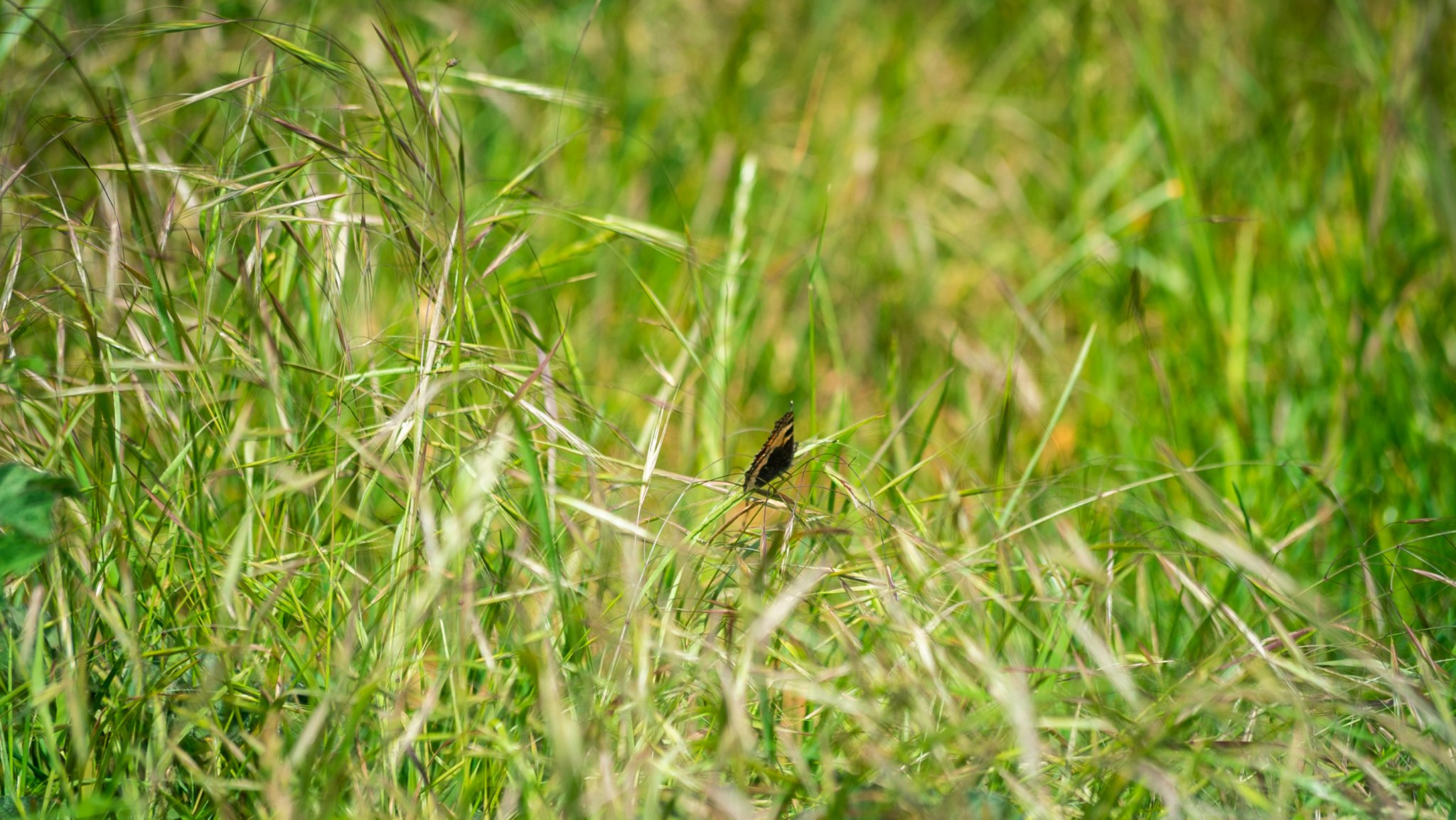 Wayfarers Walk, the ultimate long-distance Hampshire trail - Our Hampshire