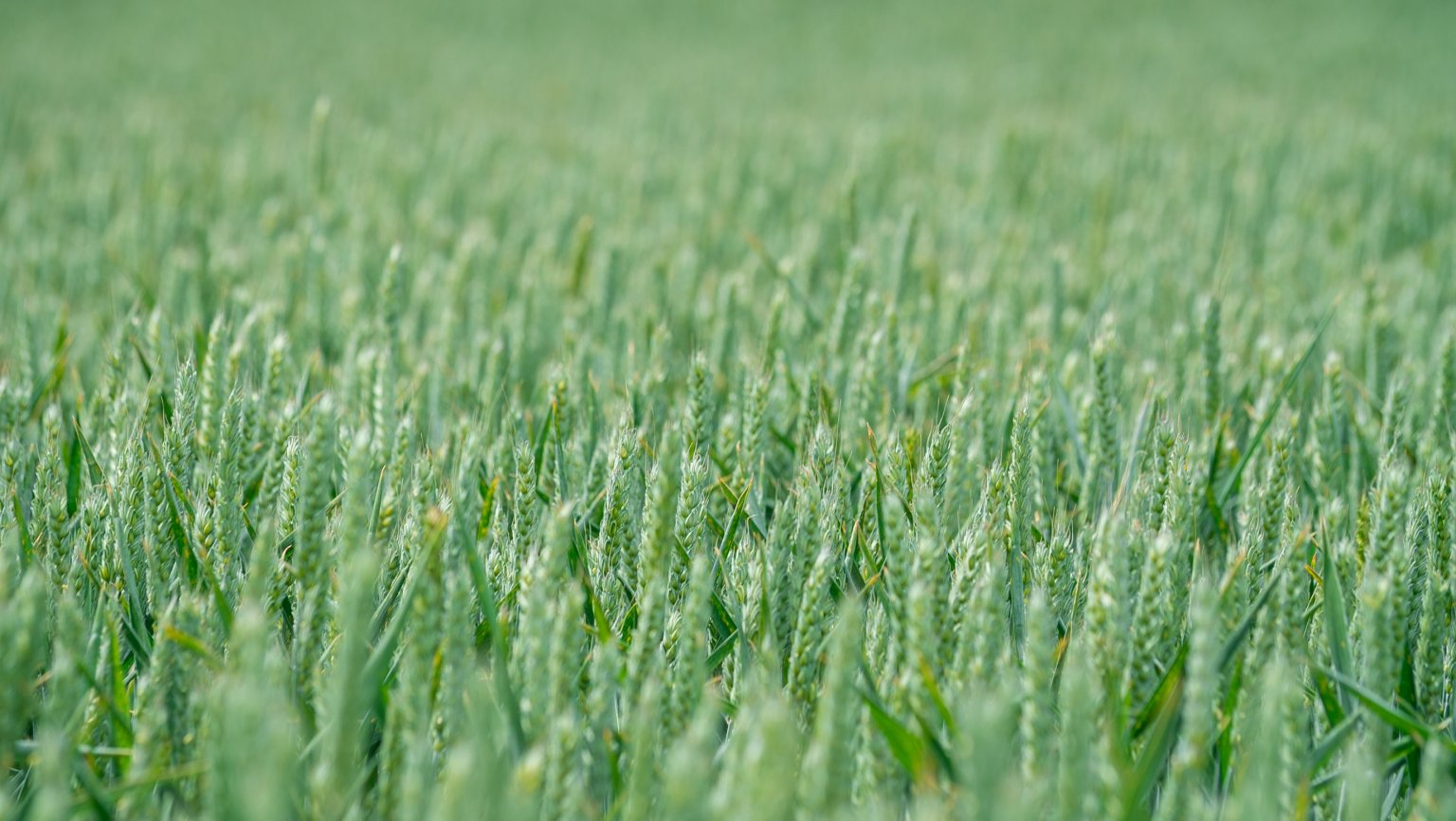 Wayfarers Walk, the ultimate long-distance Hampshire trail - Our Hampshire