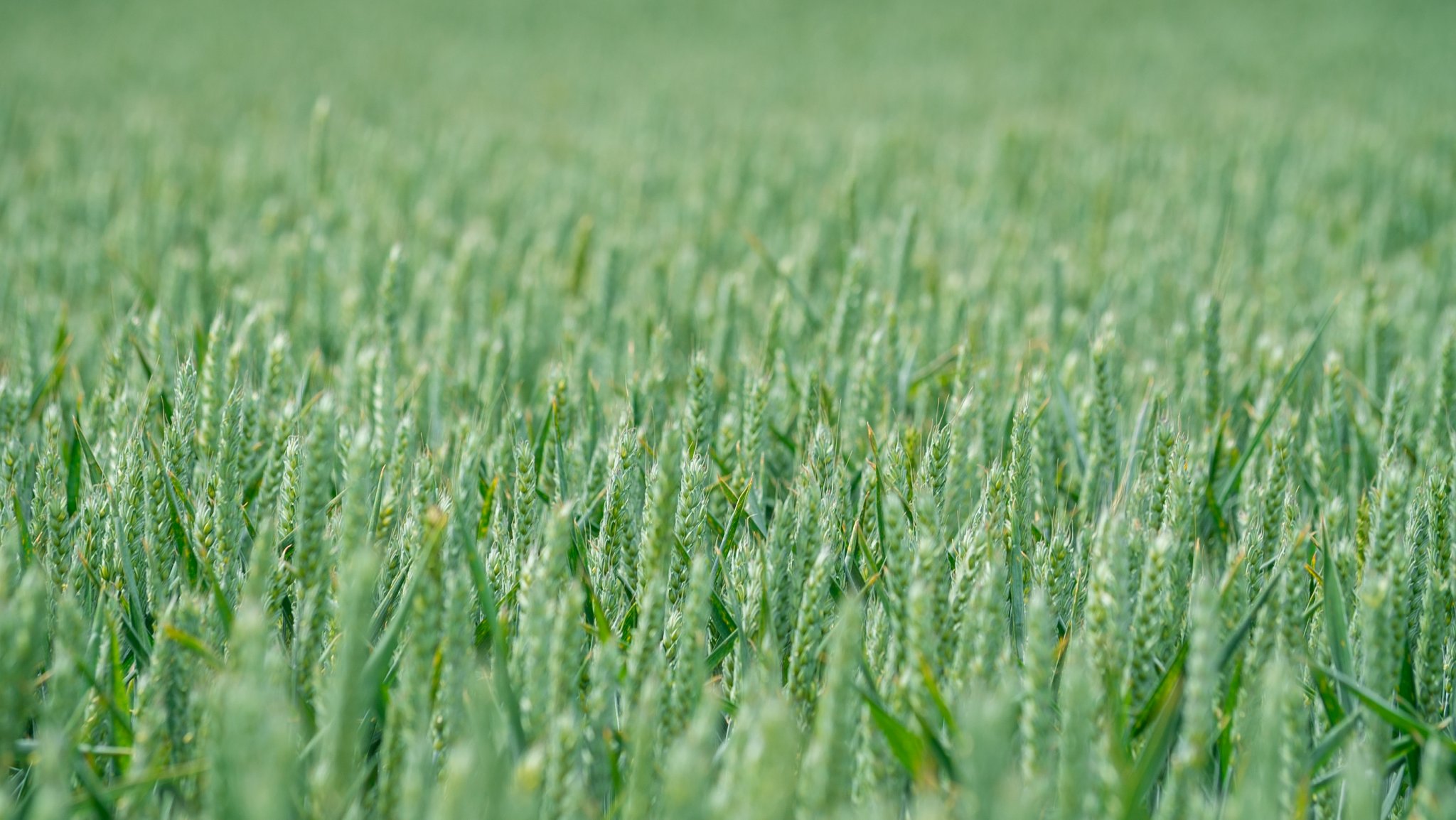 Wayfarers Walk, the ultimate long-distance Hampshire trail - Our Hampshire