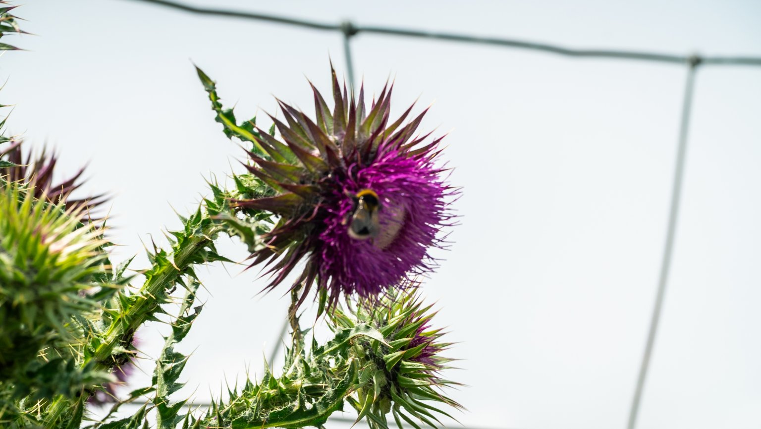 Wayfarers Walk, the ultimate long-distance Hampshire trail - Our Hampshire