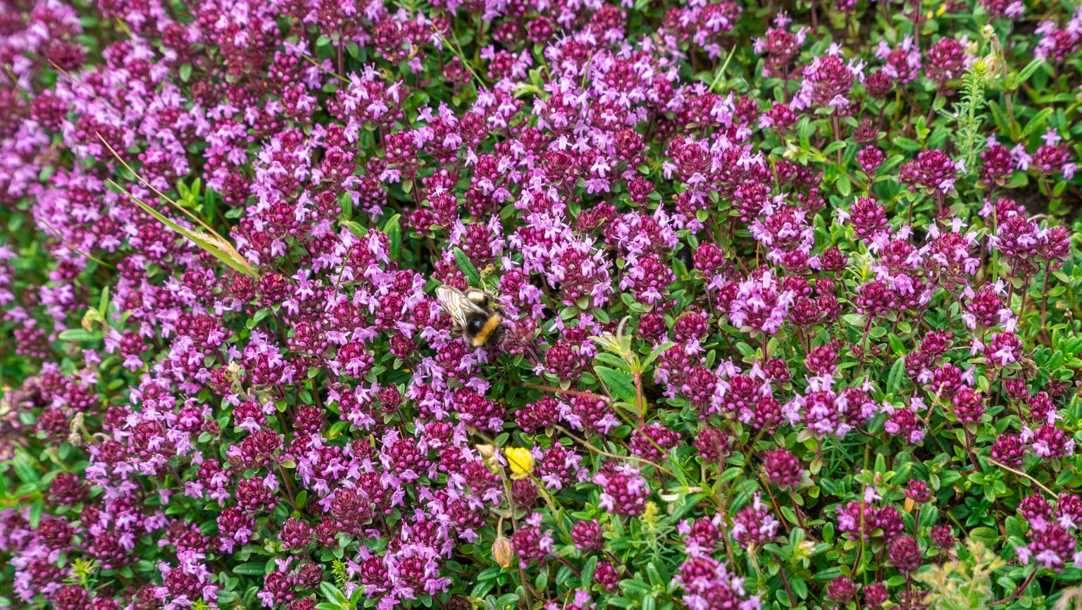 Wayfarers Walk, the ultimate long-distance Hampshire trail - Our Hampshire